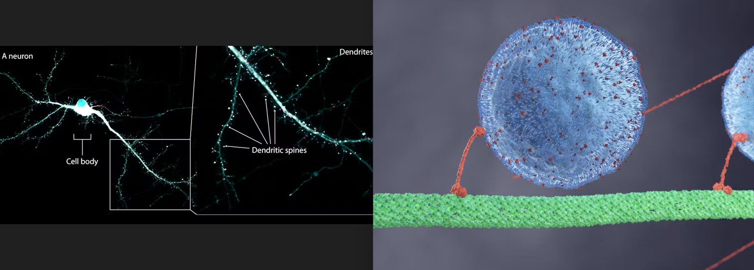 Nanoscopic motor proteins in brain build physical structures of memory ...